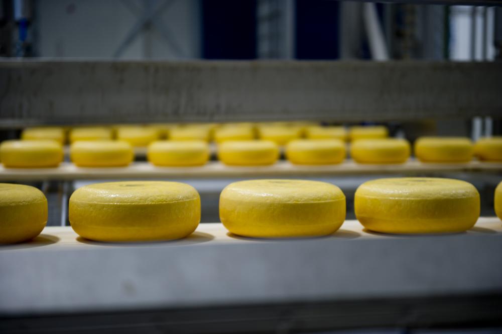 Navigating the Dairy Trade Frontier | FrieslandCampina Global Career Site